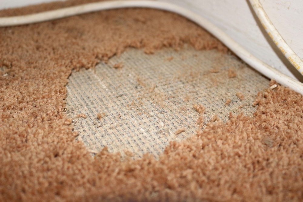 How to Get Rid of Carpet Moths: A Guide
